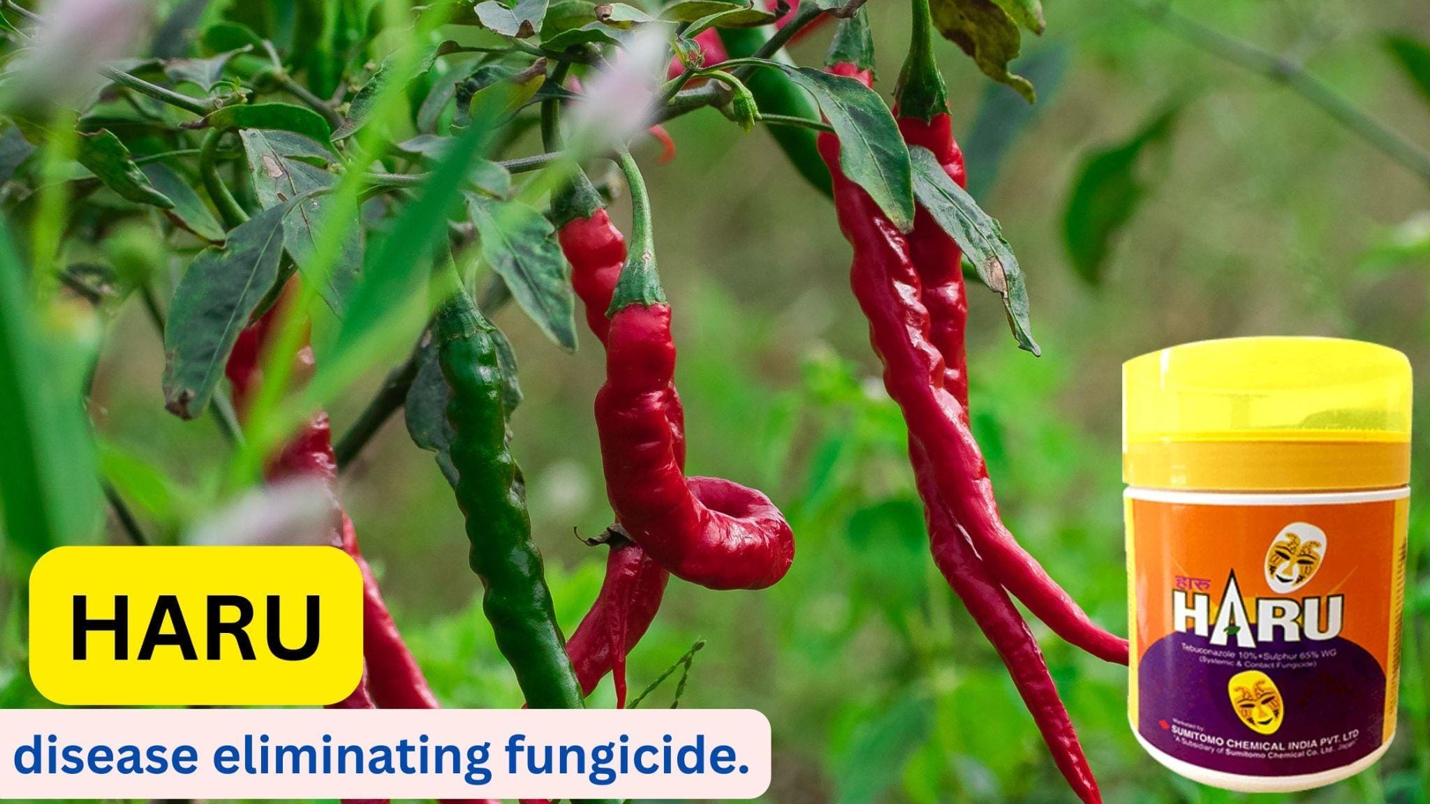 UPL Saaf Fungicide: Dual-Action Fungicide for Effective Crop Protection ...