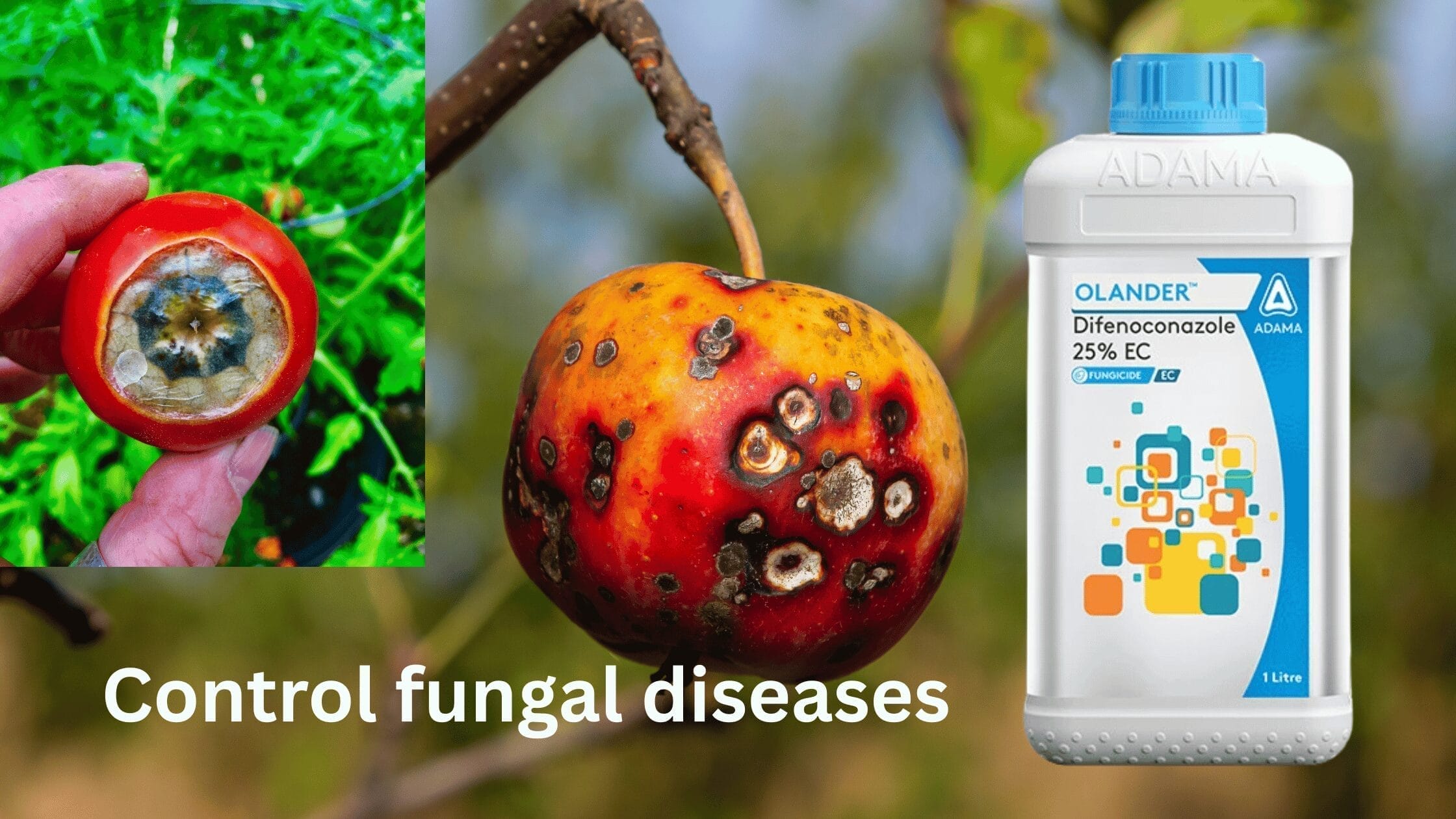 UPL Saaf Fungicide: Dual-Action Fungicide for Effective Crop Protection ...