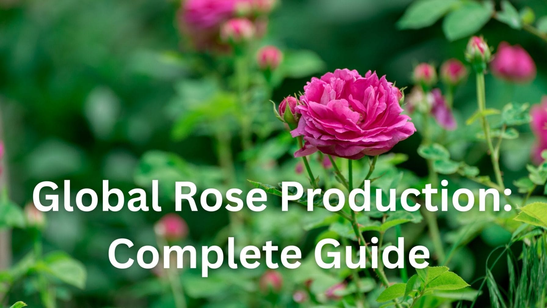 Global Rose Production: Complete Guide to Growing and Cultivation ...