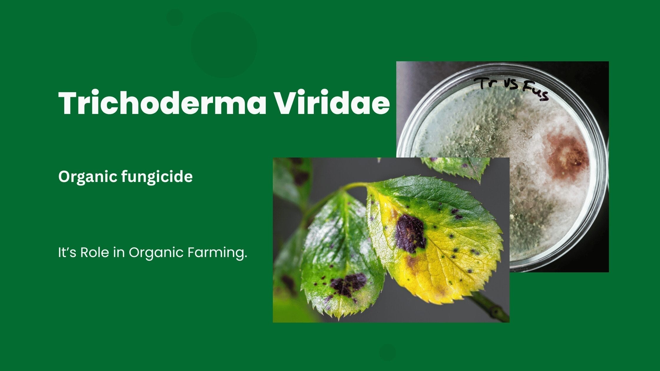 Trichoderma viride: A Natural Booster for Soil and Crop Health ...