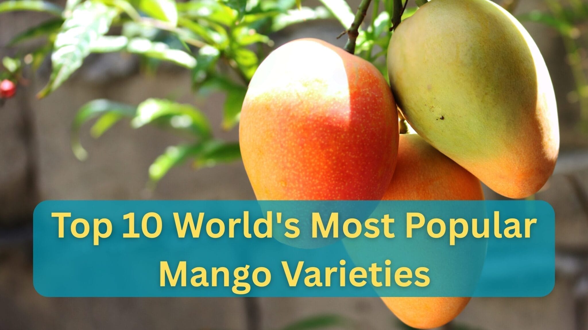Top 10 World’s Most Popular Mango Varieties. - Agritell.com