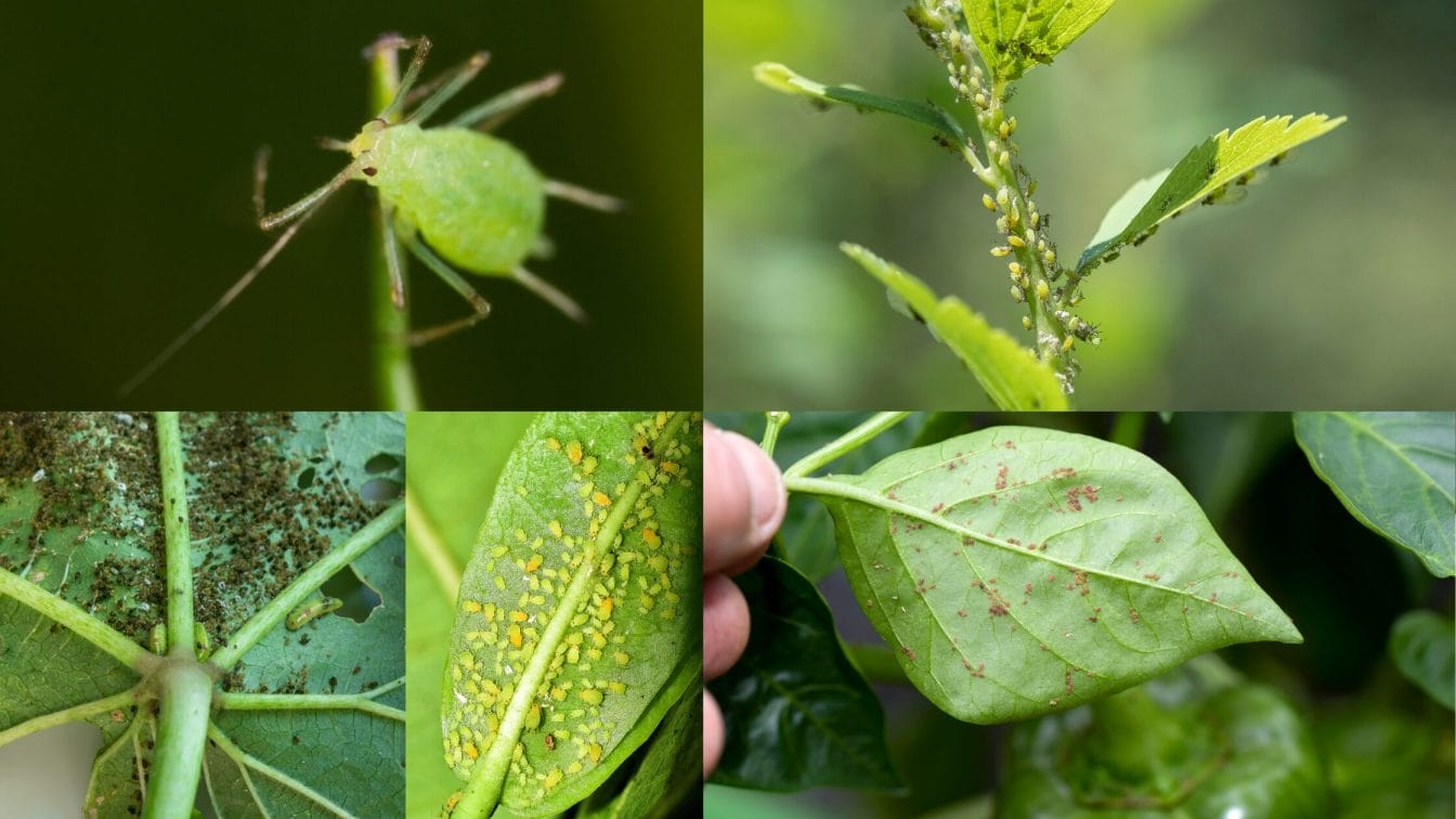 Best Systemic Insecticides for Aphids: A Comprehensive Guide ...