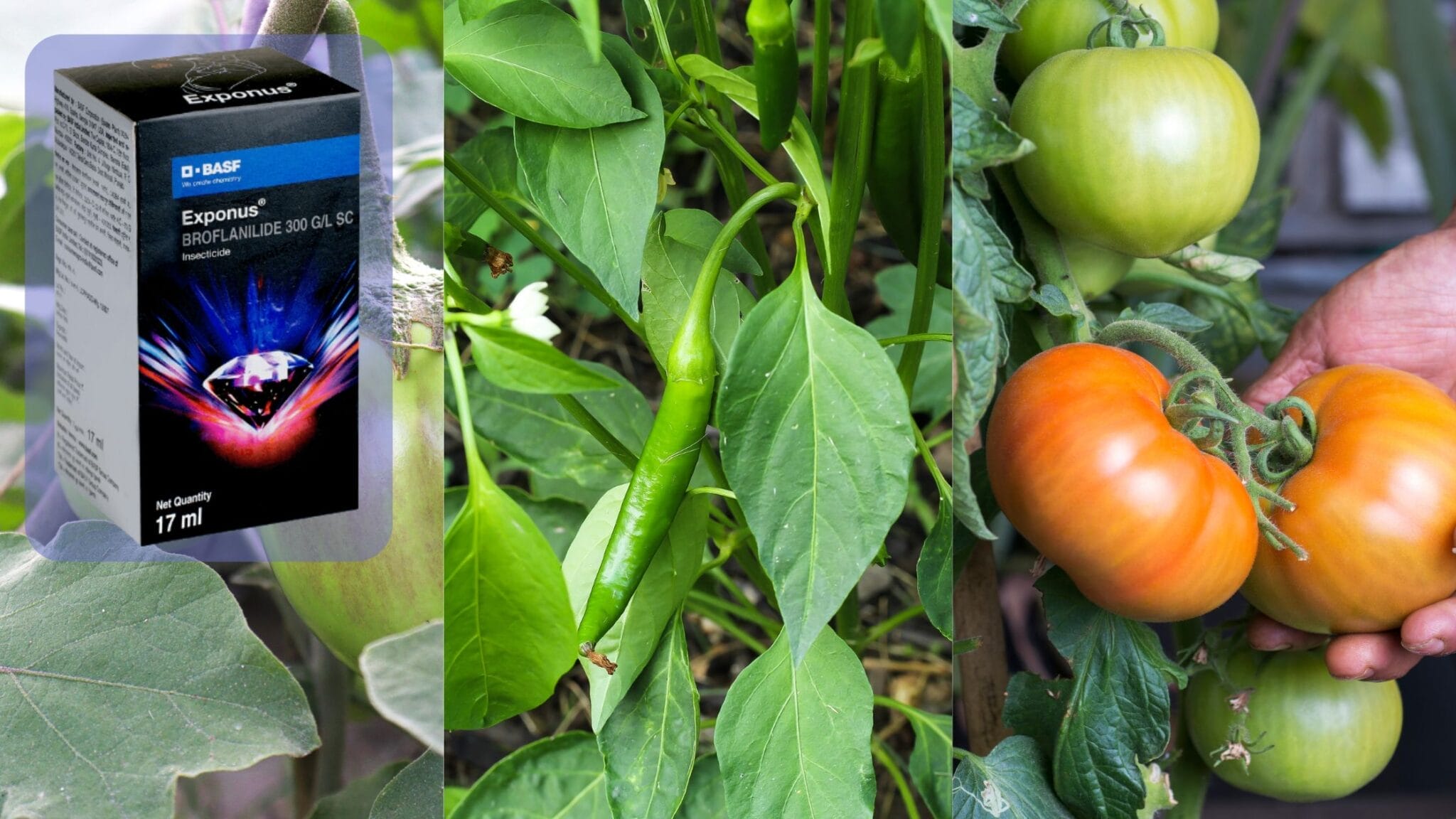 Syngenta Ampligo Insecticide: Complete Protection Against Pests