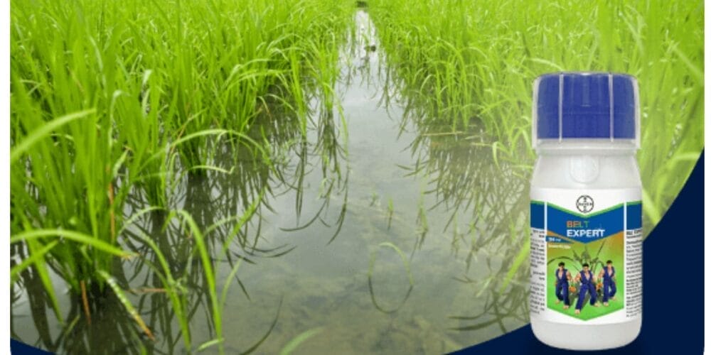 Bayer Belt Expert Insecticide – Complete Guide, Technical Name, Dose ...