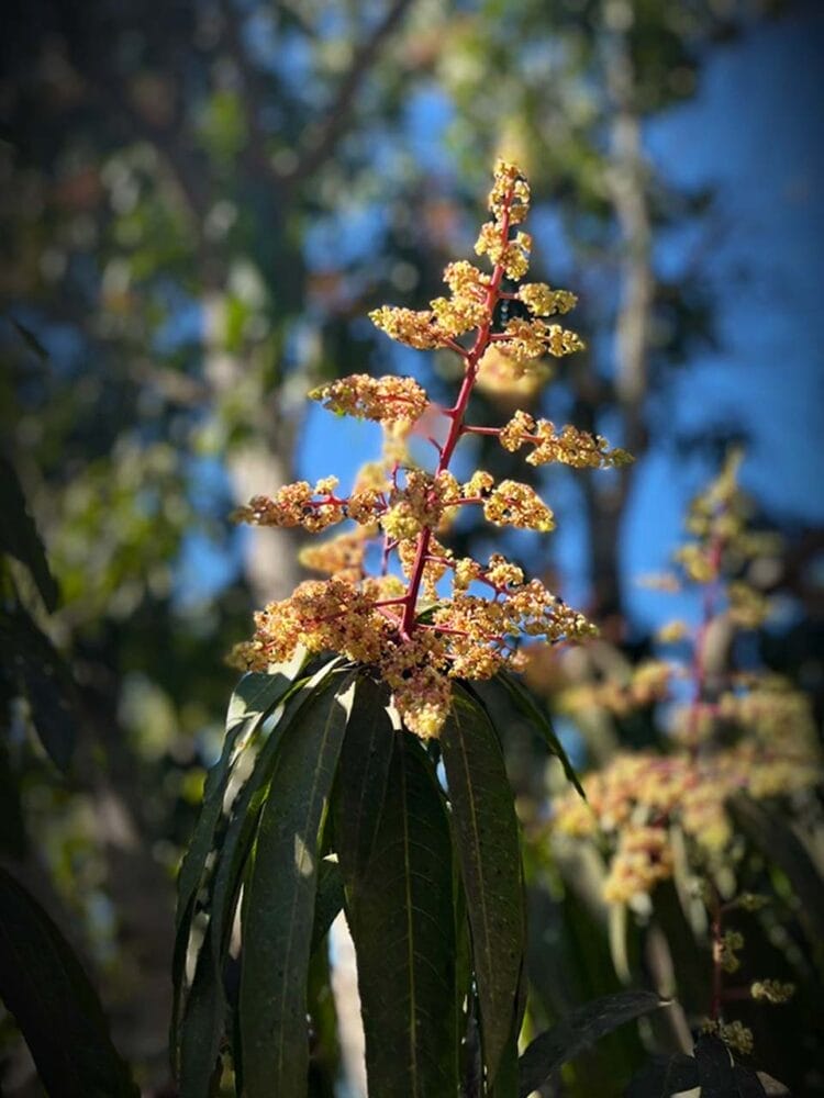Mango Tree Bloom: When It Happens, Why It Matters, and How to Get the ...