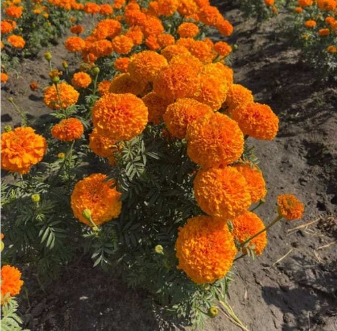 Marigold Farming: A Complete Guide to Profitable Flower Cultivation ...