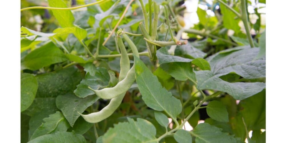 How to Grow Pole Beans in an Organic Kitchen Garden